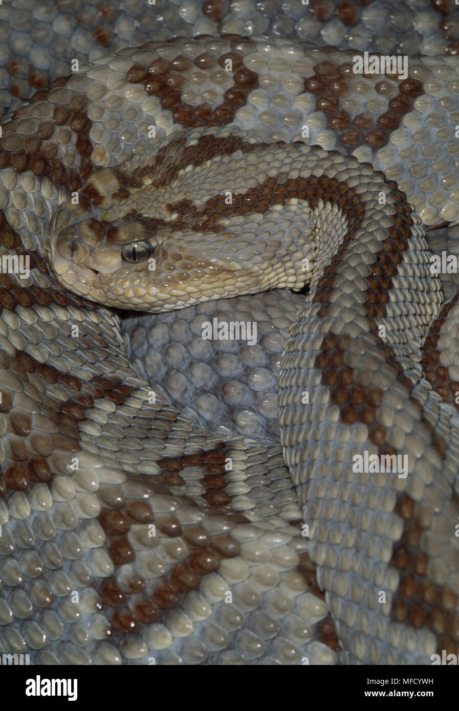 YUCATAN NEOTROPICAL RATTLESNAKE Crotalus durissus tzabcan Mexico Stock ...