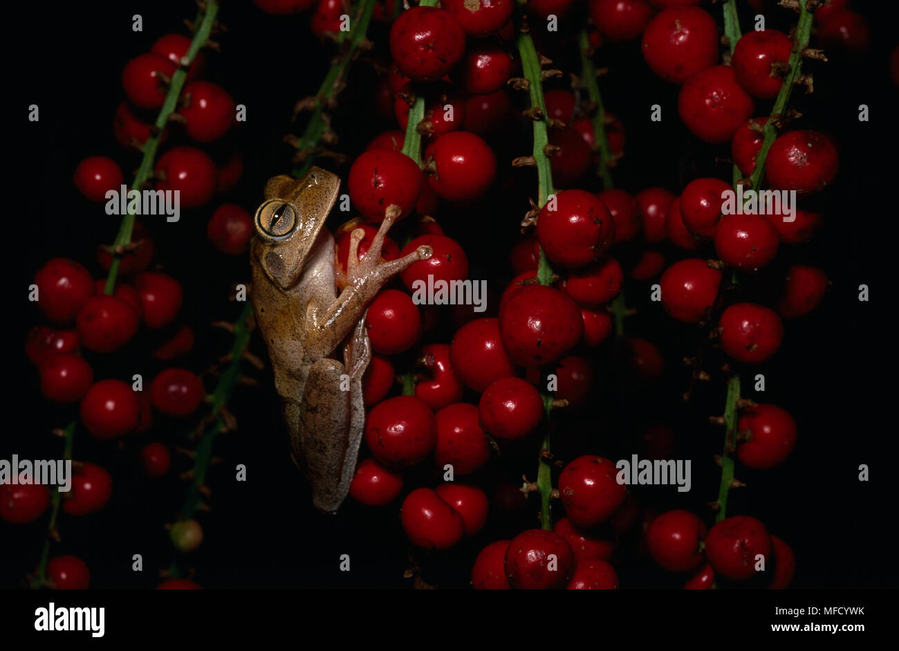 TREE FROG on palm fruit Hyla sp. Una area, Atlantic Forest, Bahia ...