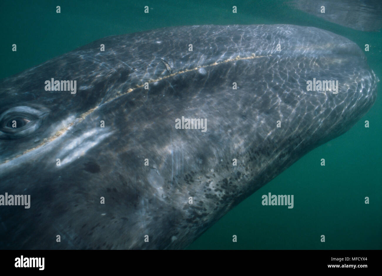 GREY WHALE calf underwater, Eschrichtius robustus head detail. San ...