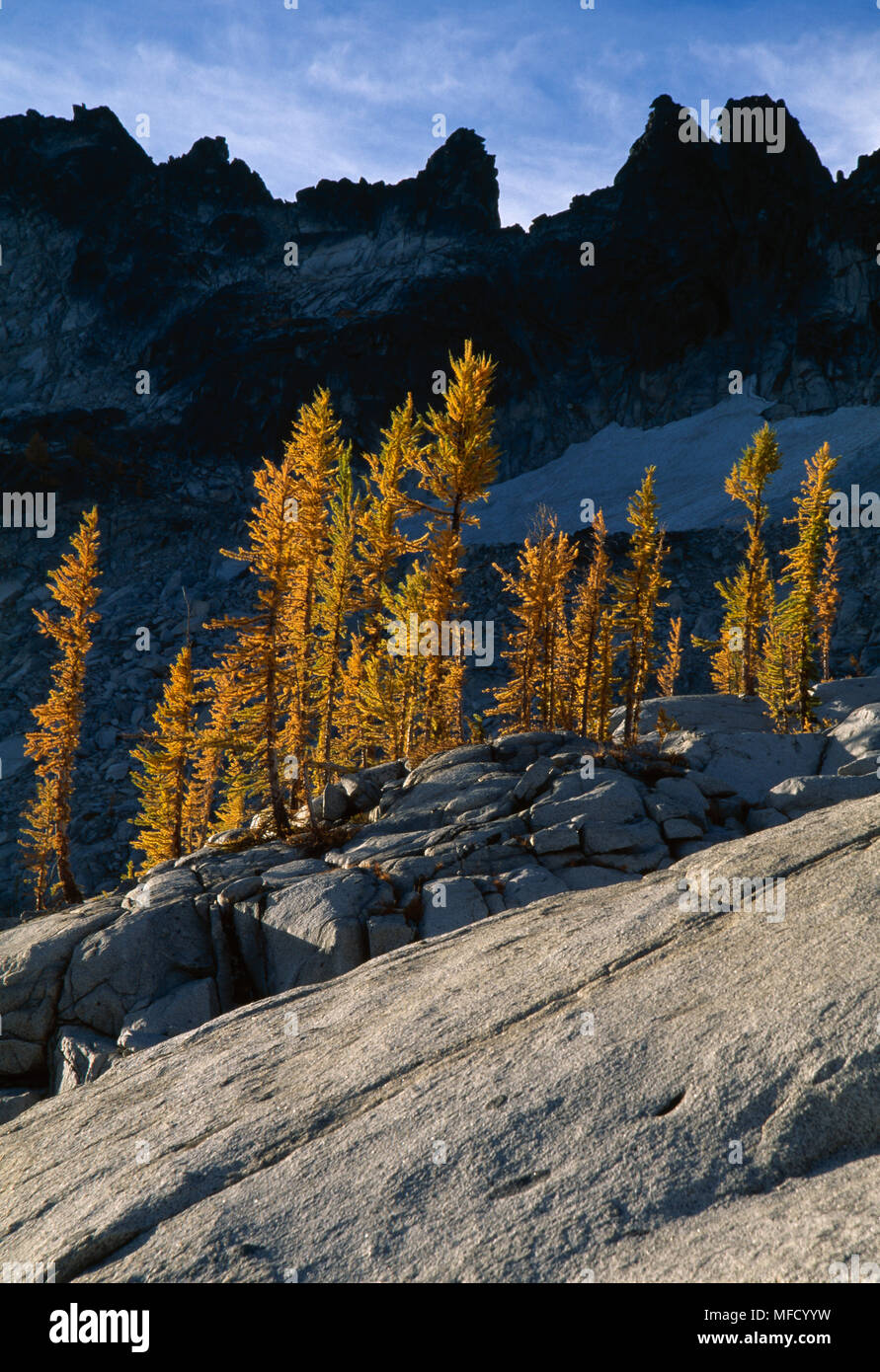 SUB-ALPINE LARCH group October Larix lyallii Enchantment Lakes, Alpine ...