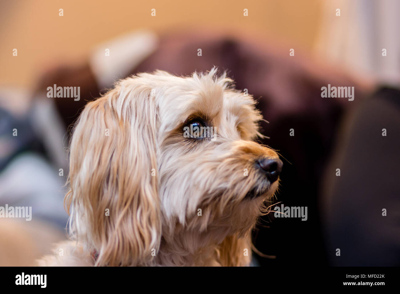 Female Maltipoo dog poses for a picture Stock Photo - Alamy