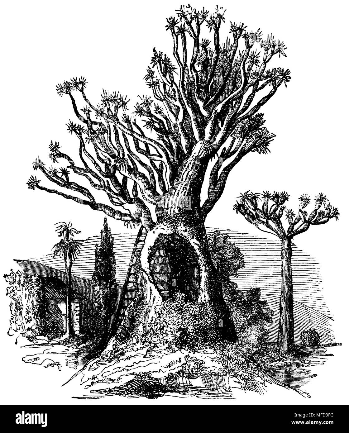Drachenbaum Black and White Stock Photos & Images - Alamy