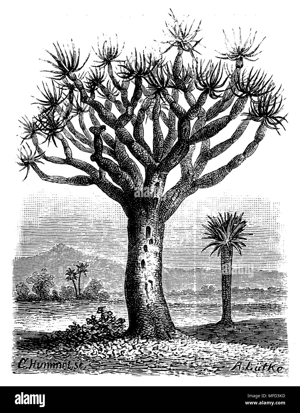 Dracaena drawing hi-res stock photography and images - Alamy