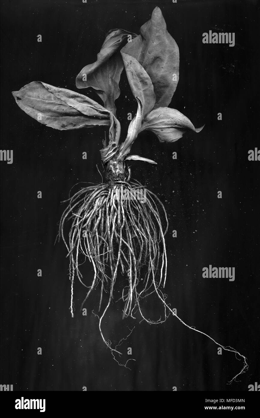 Plantain roots hi-res stock photography and images - Alamy