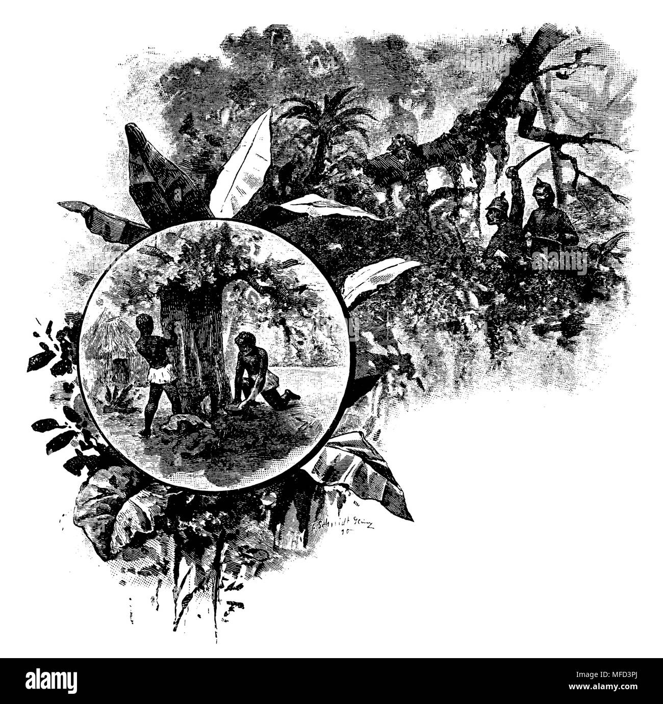 Hevea brasiliensis, the Pará rubber tree, sharinga tree, seringueira ...