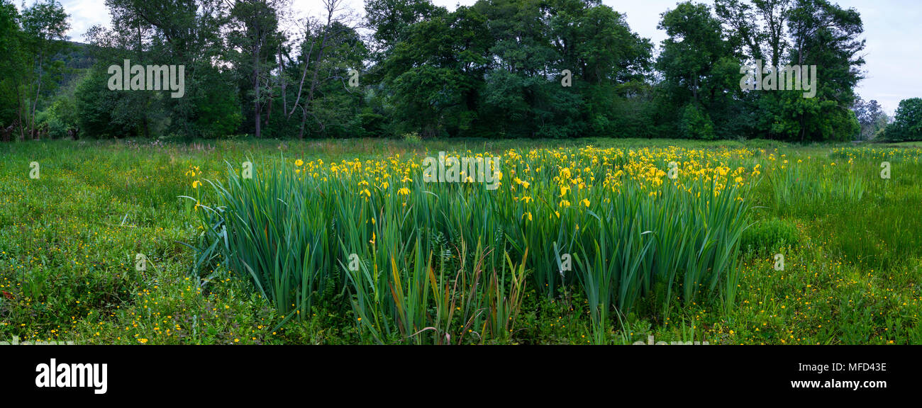 YELLOW FLAG-LIRIO AMARILLO (Iris xiphioides), Flowers, Springtime ...