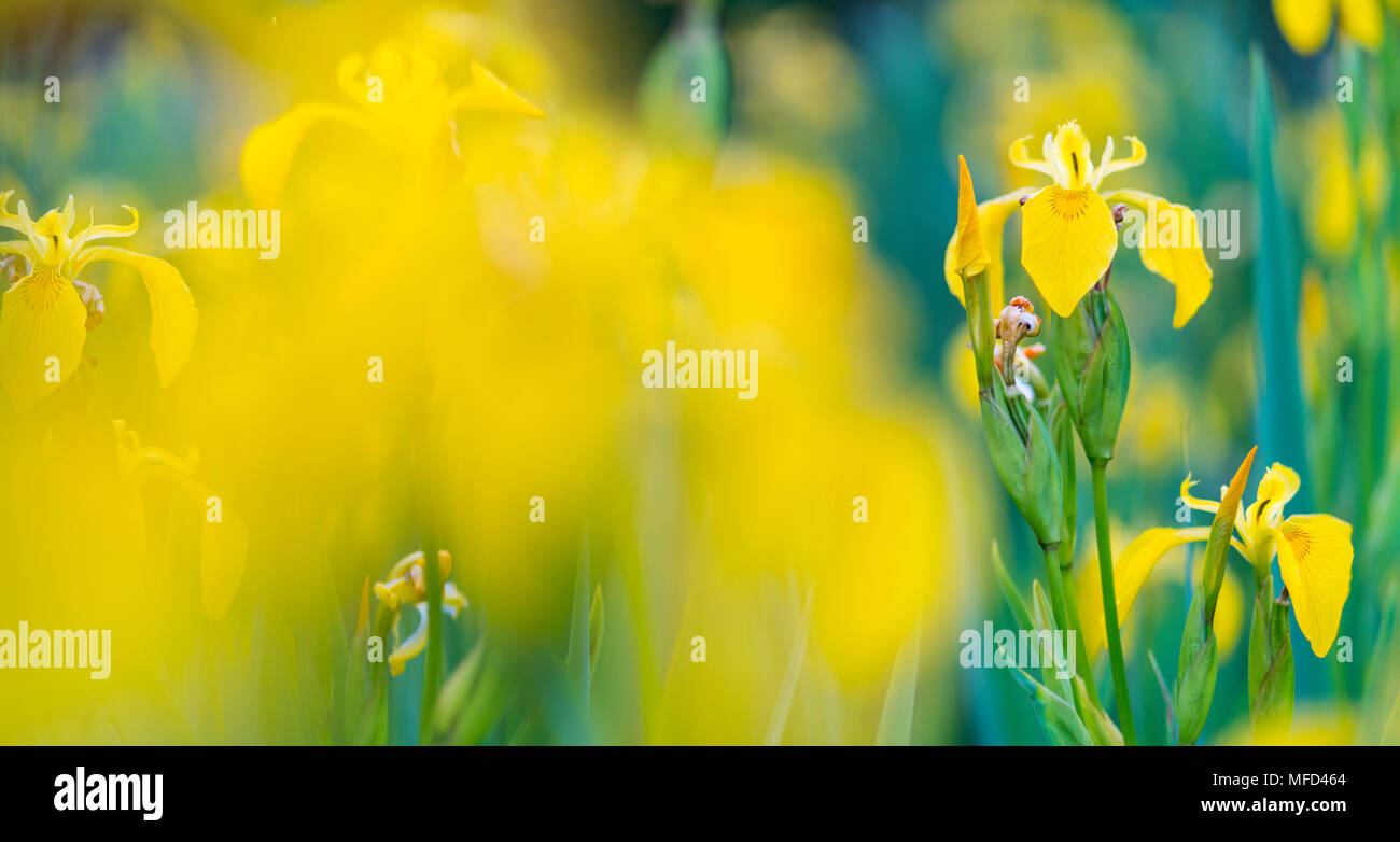 Lirio hi-res stock photography and images - Alamy