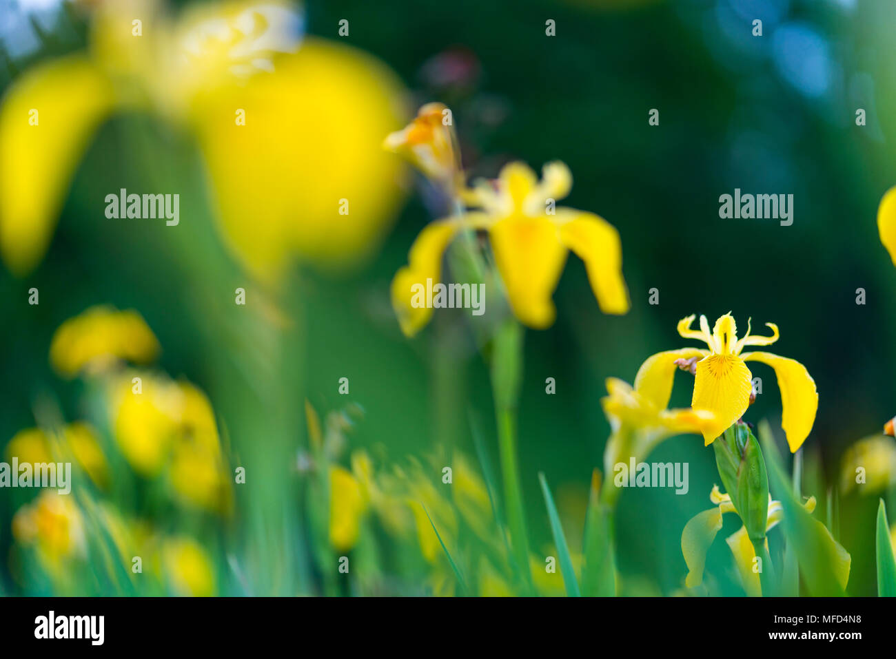 YELLOW FLAG-LIRIO AMARILLO (Iris xiphioides), Flowers, Springtime ...