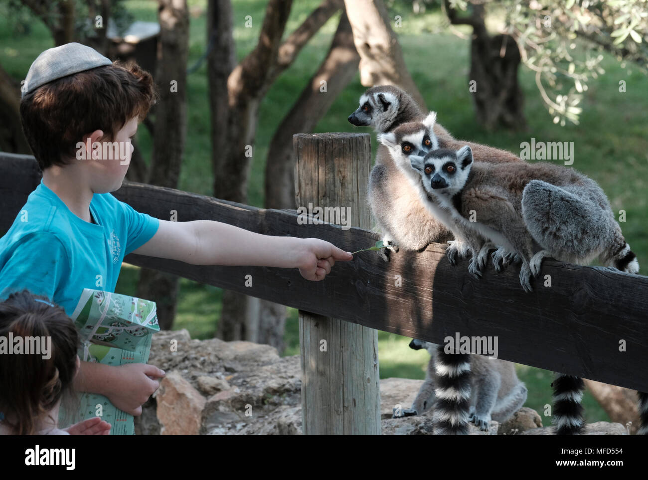 Young Jewish children playing with Lemurs in the Tisch Family ...