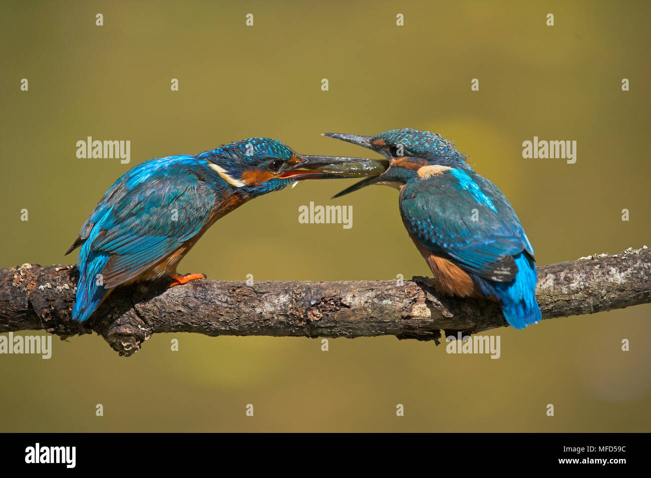 Baby kingfisher hi-res stock photography and images - Alamy