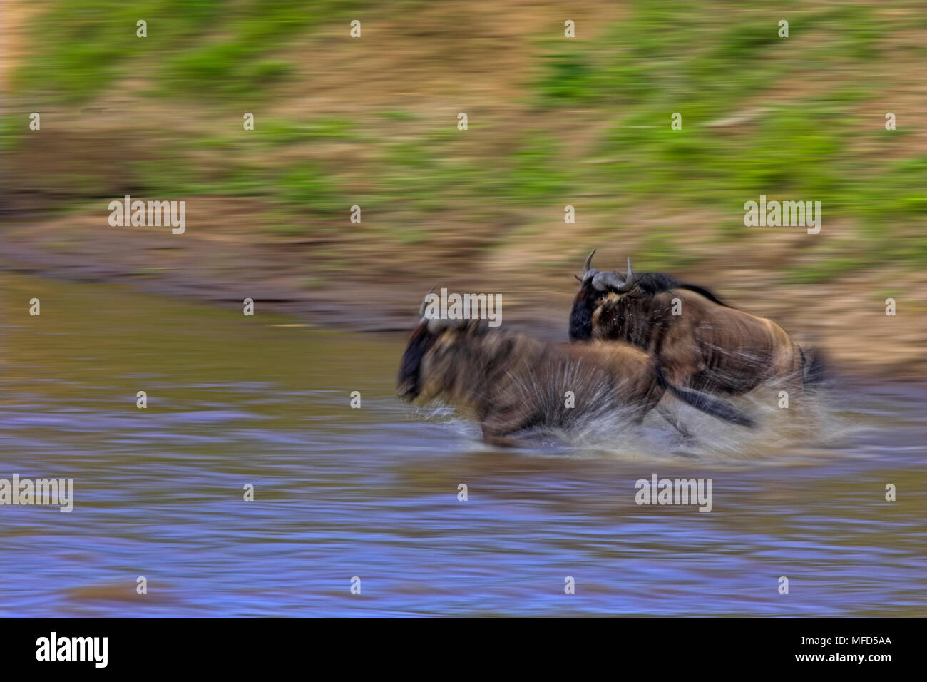 COMMON WILDEBEEST Connochaetes taurinus running across river during ...