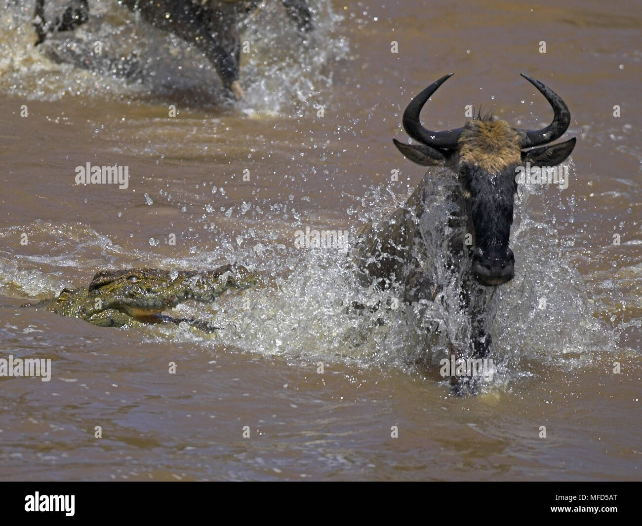 Animal migration africa crocodiles hi-res stock photography and images ...