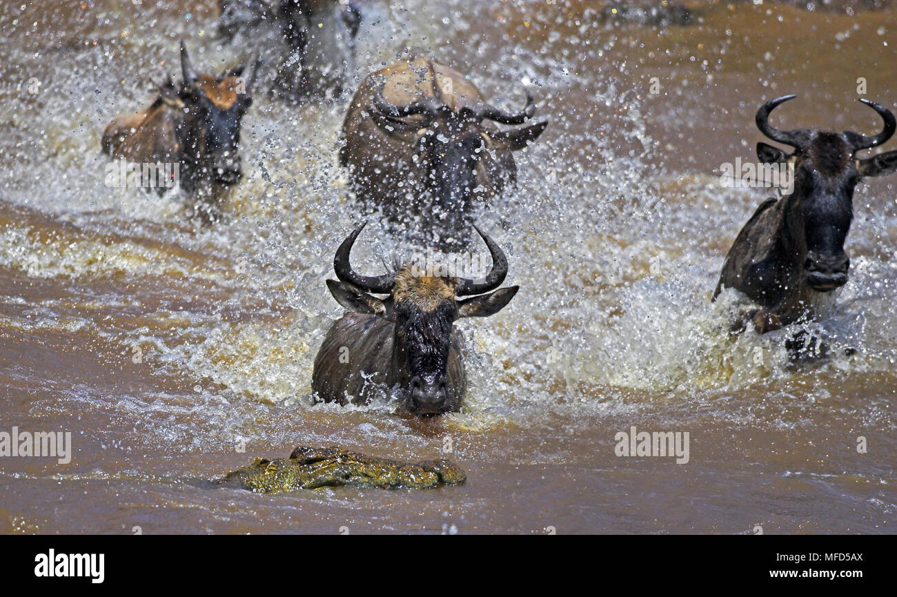 Animal Migration Africa Crocodiles High Resolution Stock Photography ...