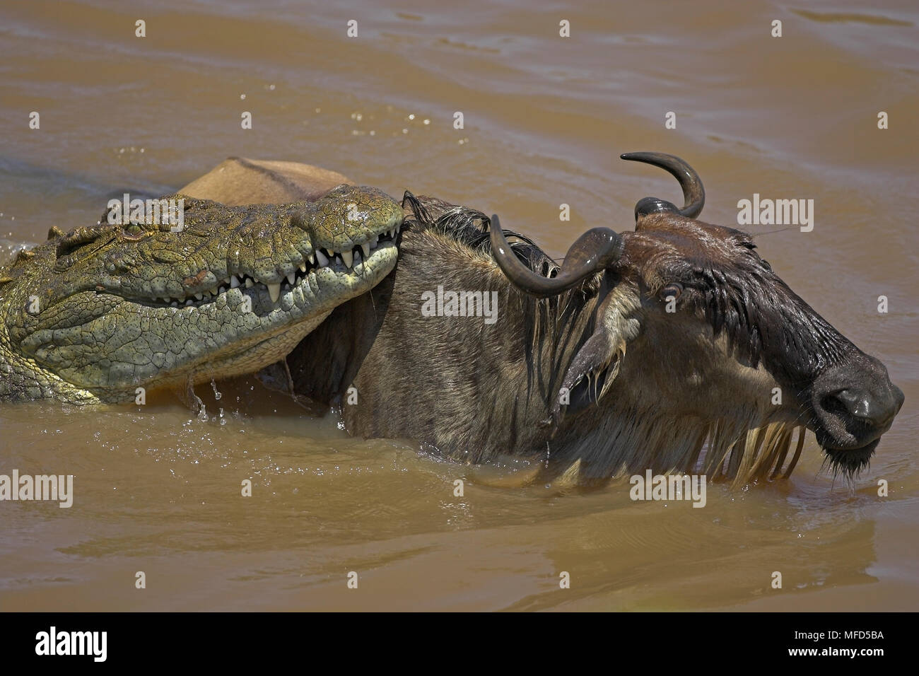 Animal migration africa crocodiles hi-res stock photography and images ...