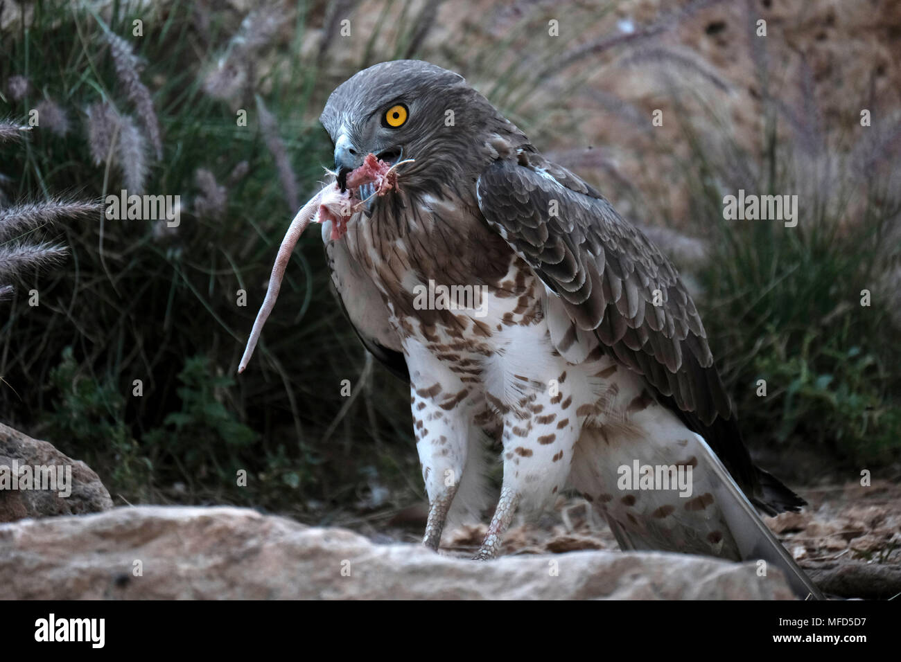 Eagle eating snake hi-res stock photography and images - Alamy