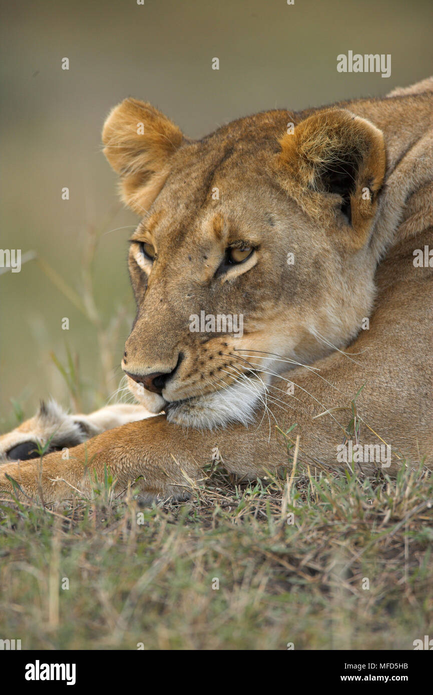 Sad lion cub hi-res stock photography and images - Alamy