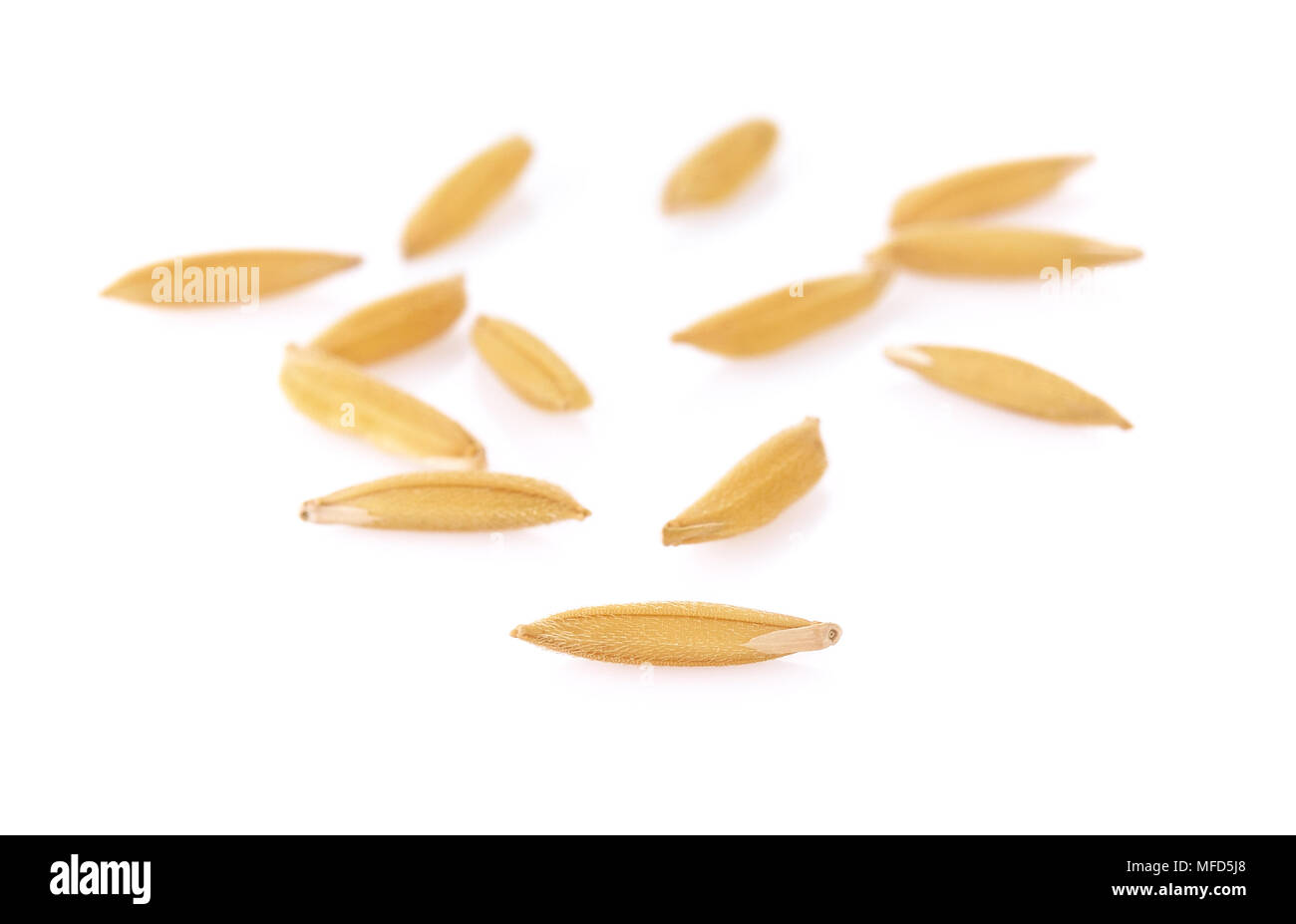 Rice plant ecology Cut Out Stock Images & Pictures - Alamy