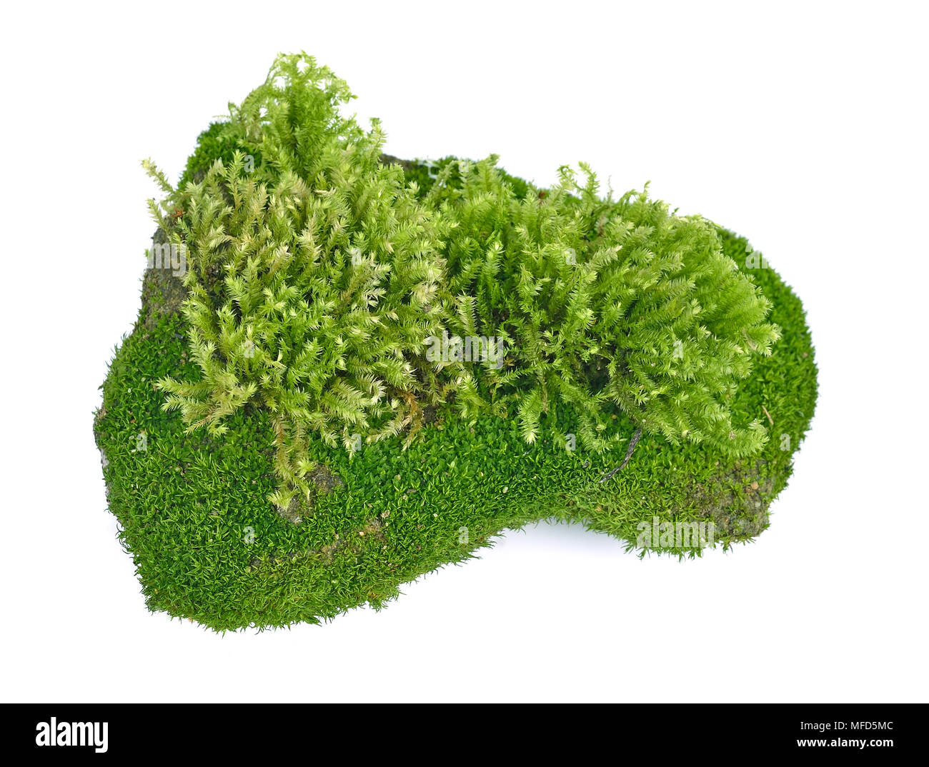 moss, Green moss isolated on white background Stock Photo - Alamy