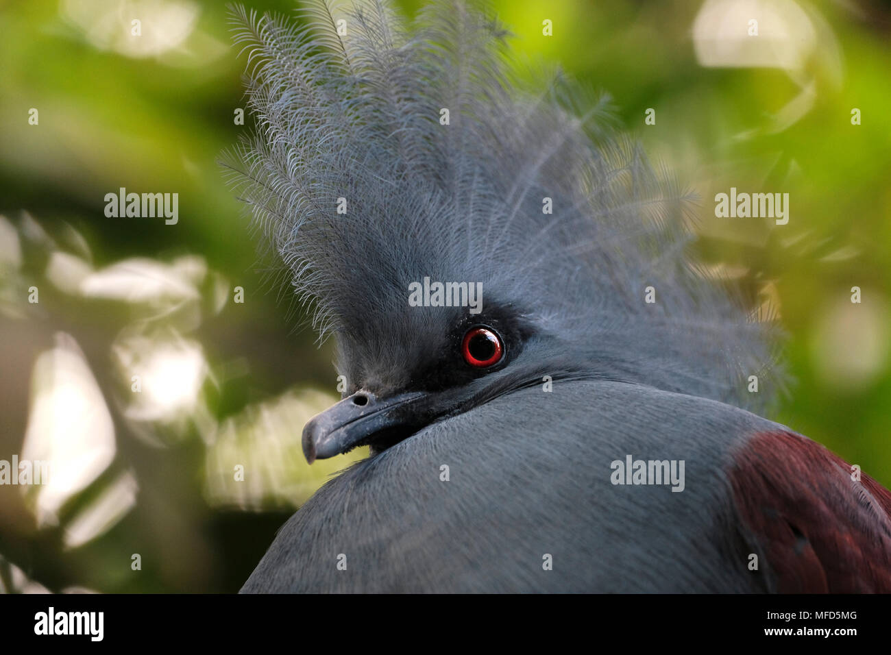 The Southern Crowned Pigeon, also Scheepmaker's crowned pigeon or Goura ...