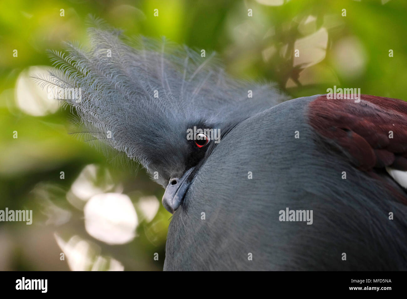 The Southern Crowned Pigeon, also Scheepmaker's crowned pigeon or Goura ...