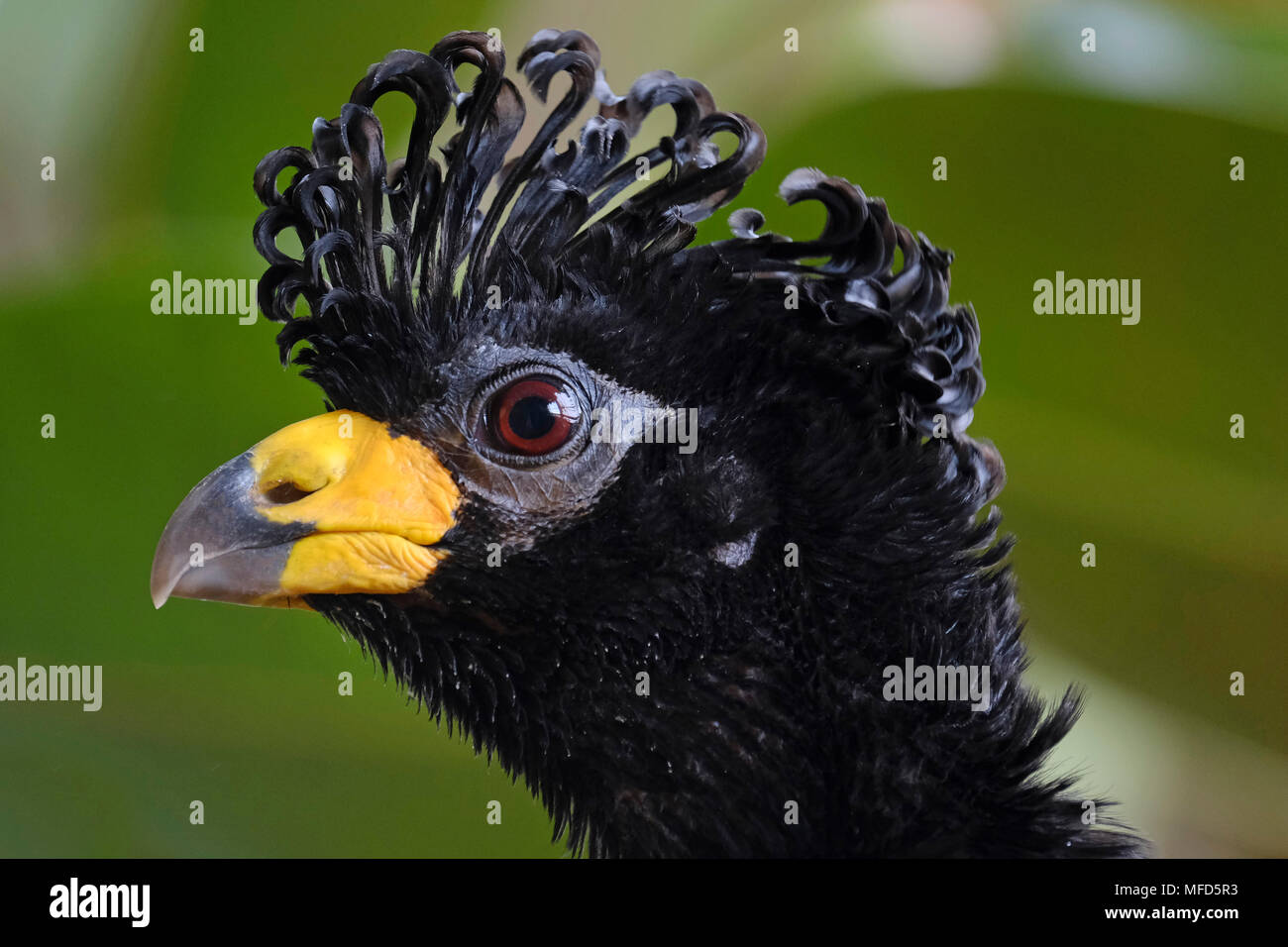 A black curassow (Crax alector), also known as the smooth-billed ...