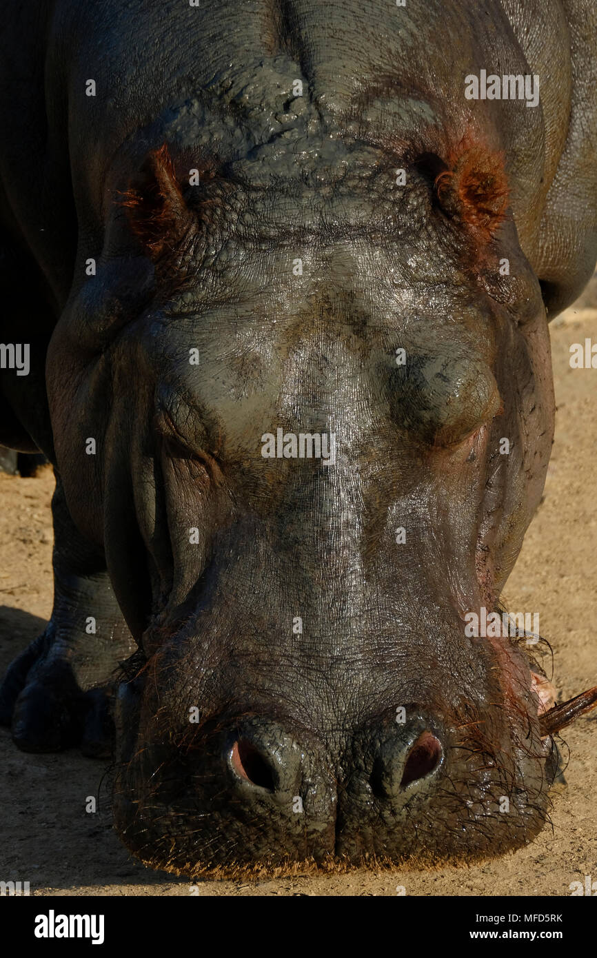 Head of Hippopotamus amphibius hippo Stock Photo - Alamy