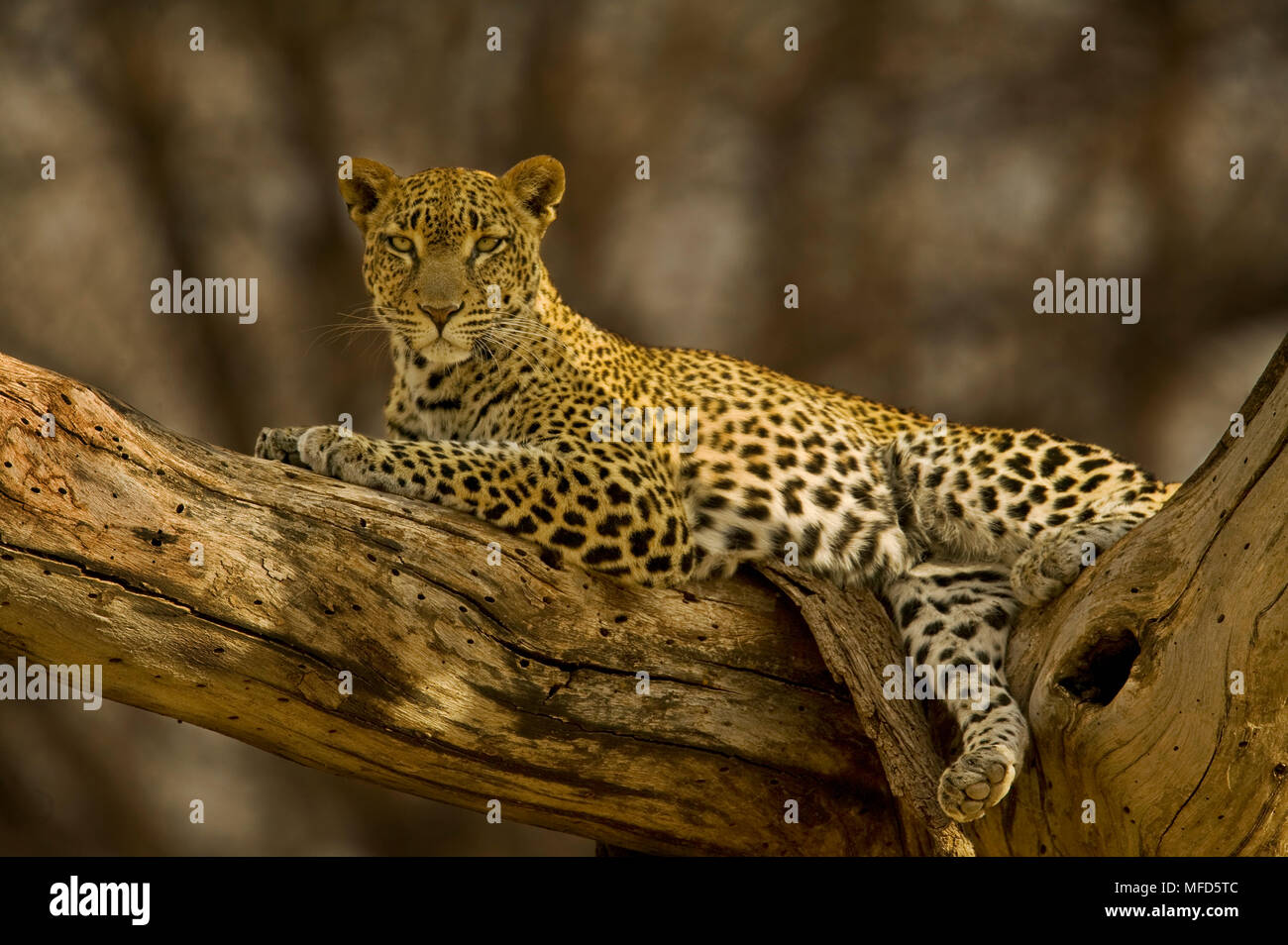 AFRICAN LEOPARD Panthera pardus relaxing in tree Samburu, Kenya, Africa ...