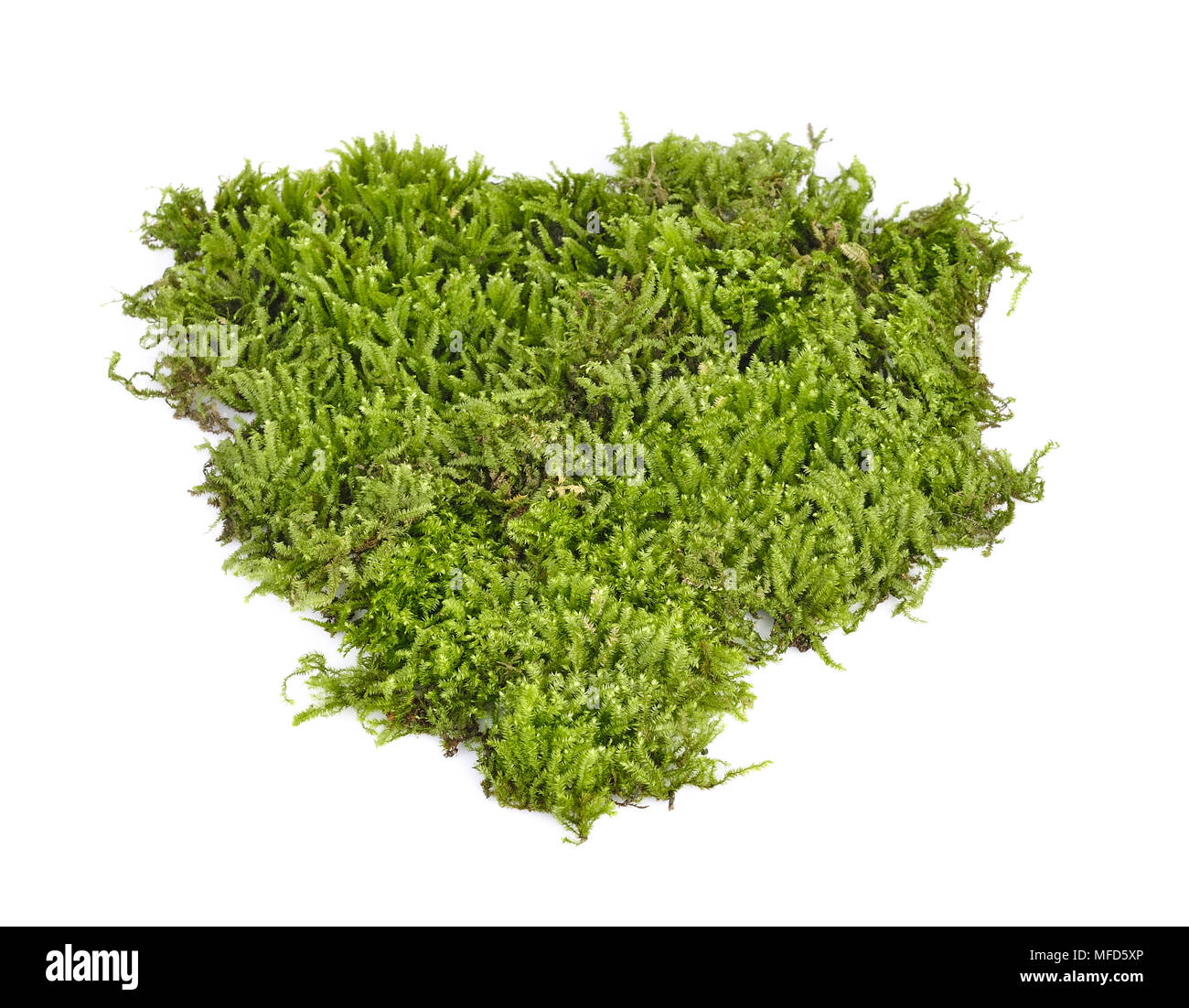 Green moss on white background Stock Photo - Alamy