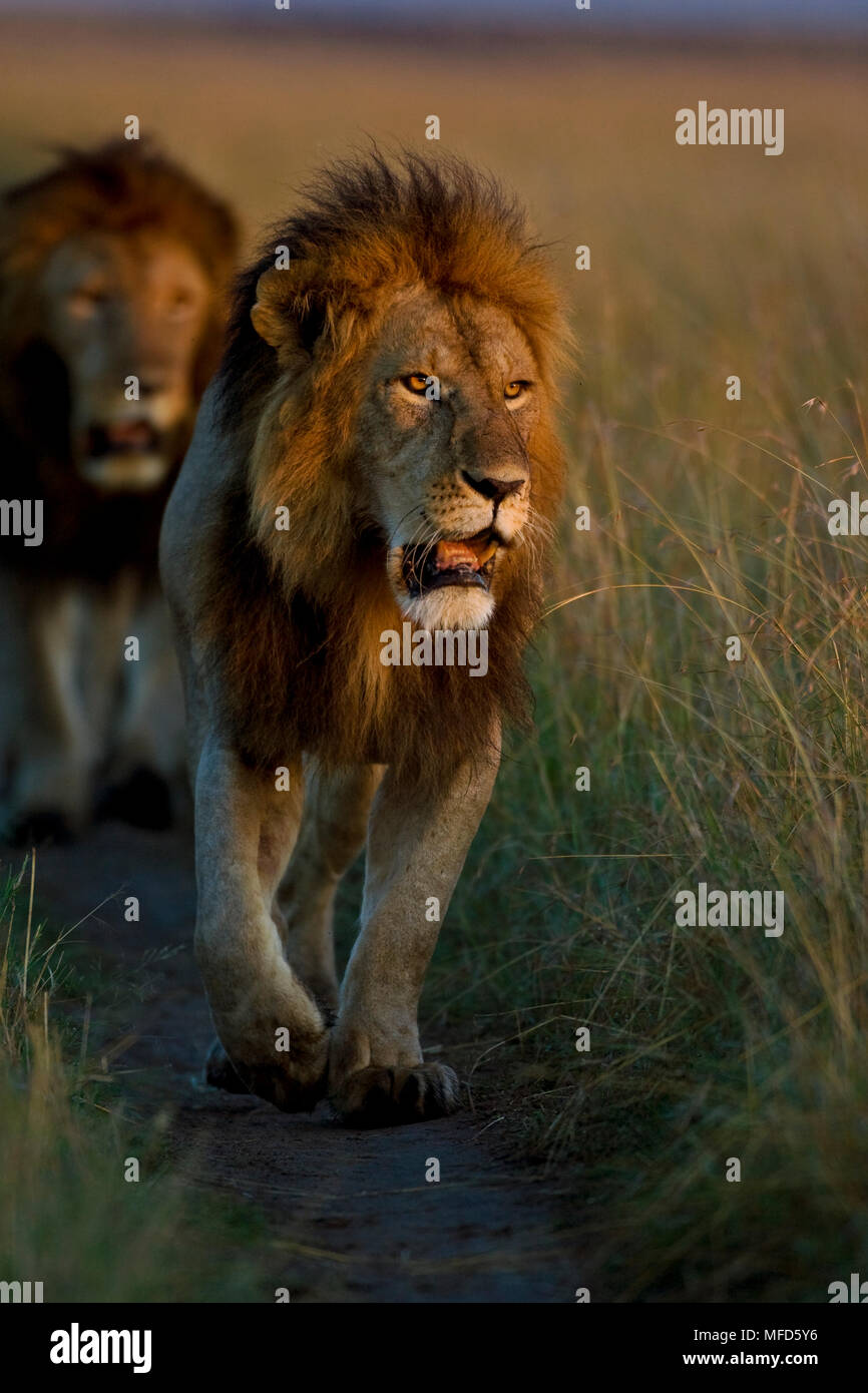 Male lion tracks hi-res stock photography and images - Alamy