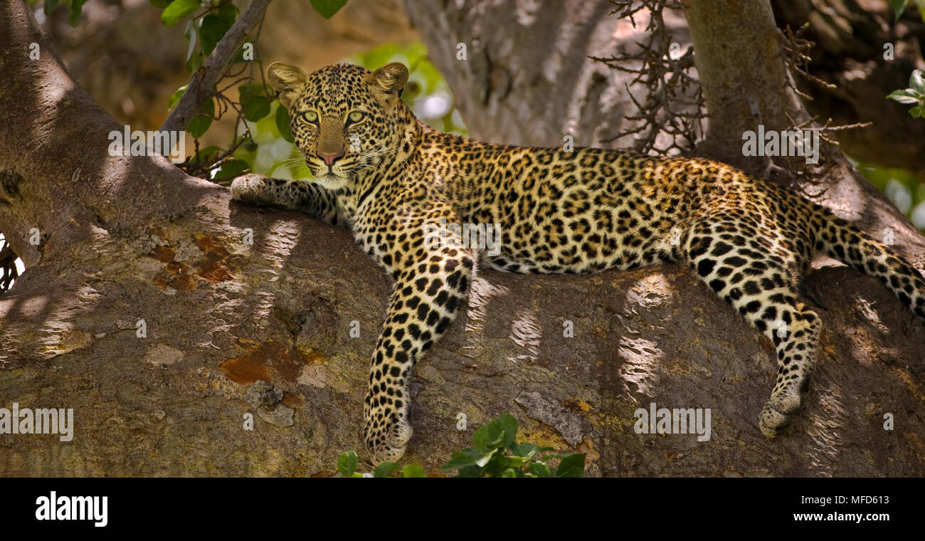 AFRICAN LEOPARD Panthera pardus resting in tree Samburu, Kenya, Africa ...
