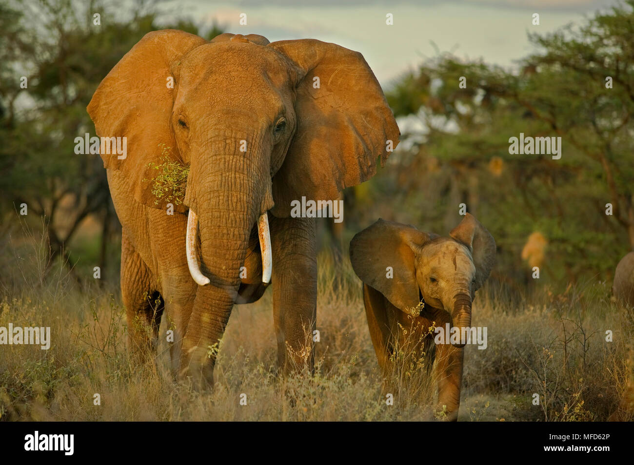 AFRICAN ELEPHANT Loxidonta africana mother and calf Mala Mala, South ...
