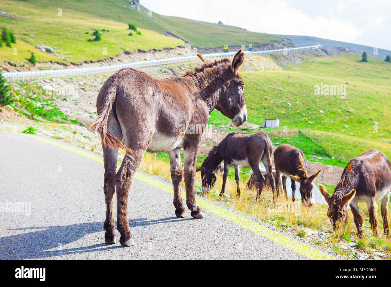 donkey animal in the road of Transalpina, Romania mountains Stock Photo ...