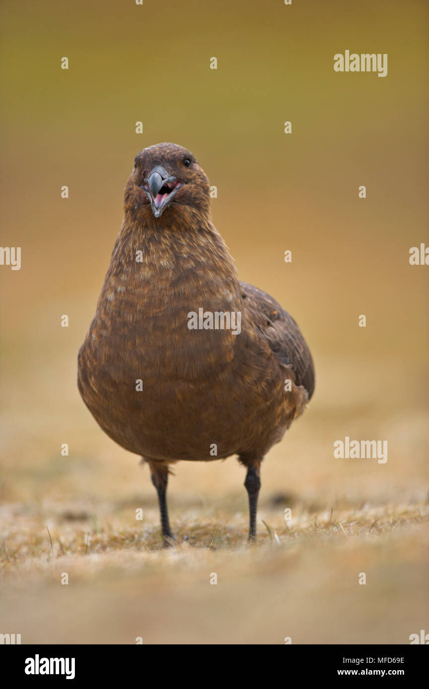 BROWN SKUA Stercorarius antarcticus lonnbergi Falkland Islands Stock Photo - Alamy