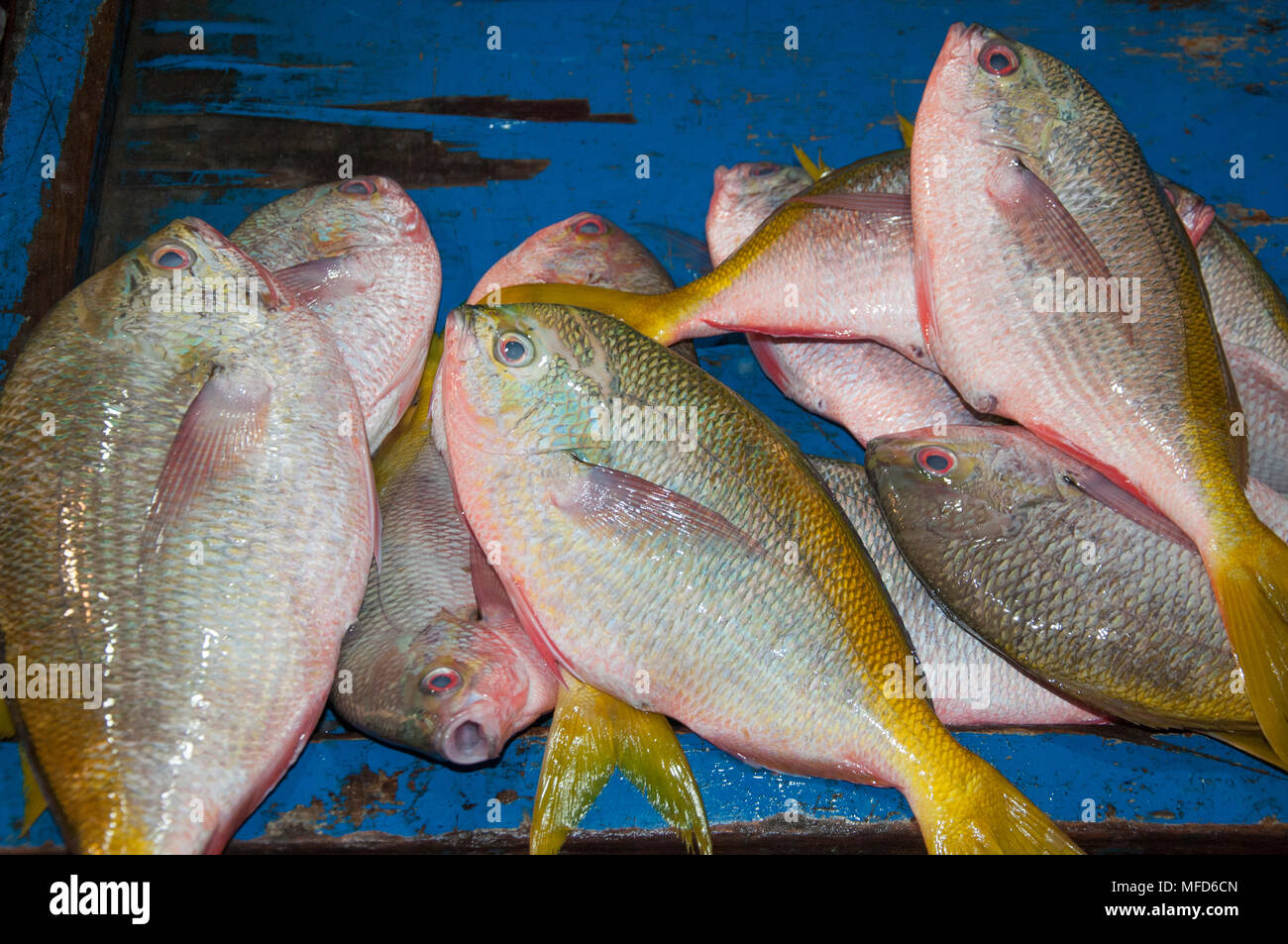 Fresh tropical fish assortment displayed at the night market on the ...