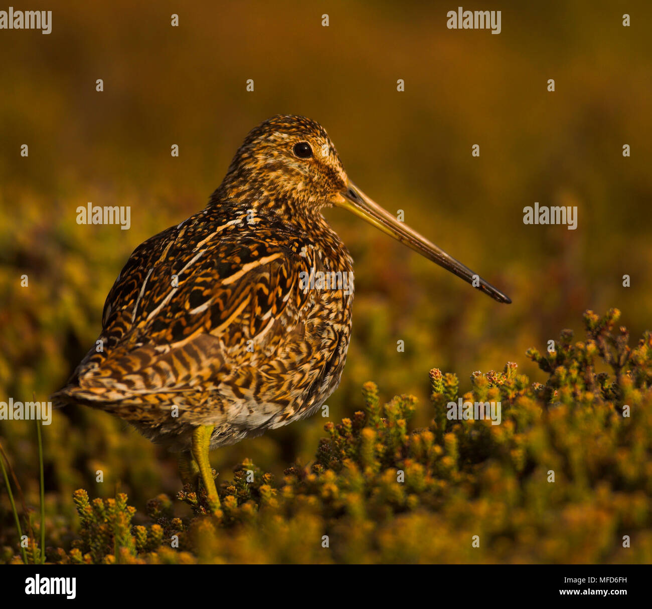 MAGELLAN SNIPE Gallinago paraguaiae in grassland Falkland Islands Stock ...