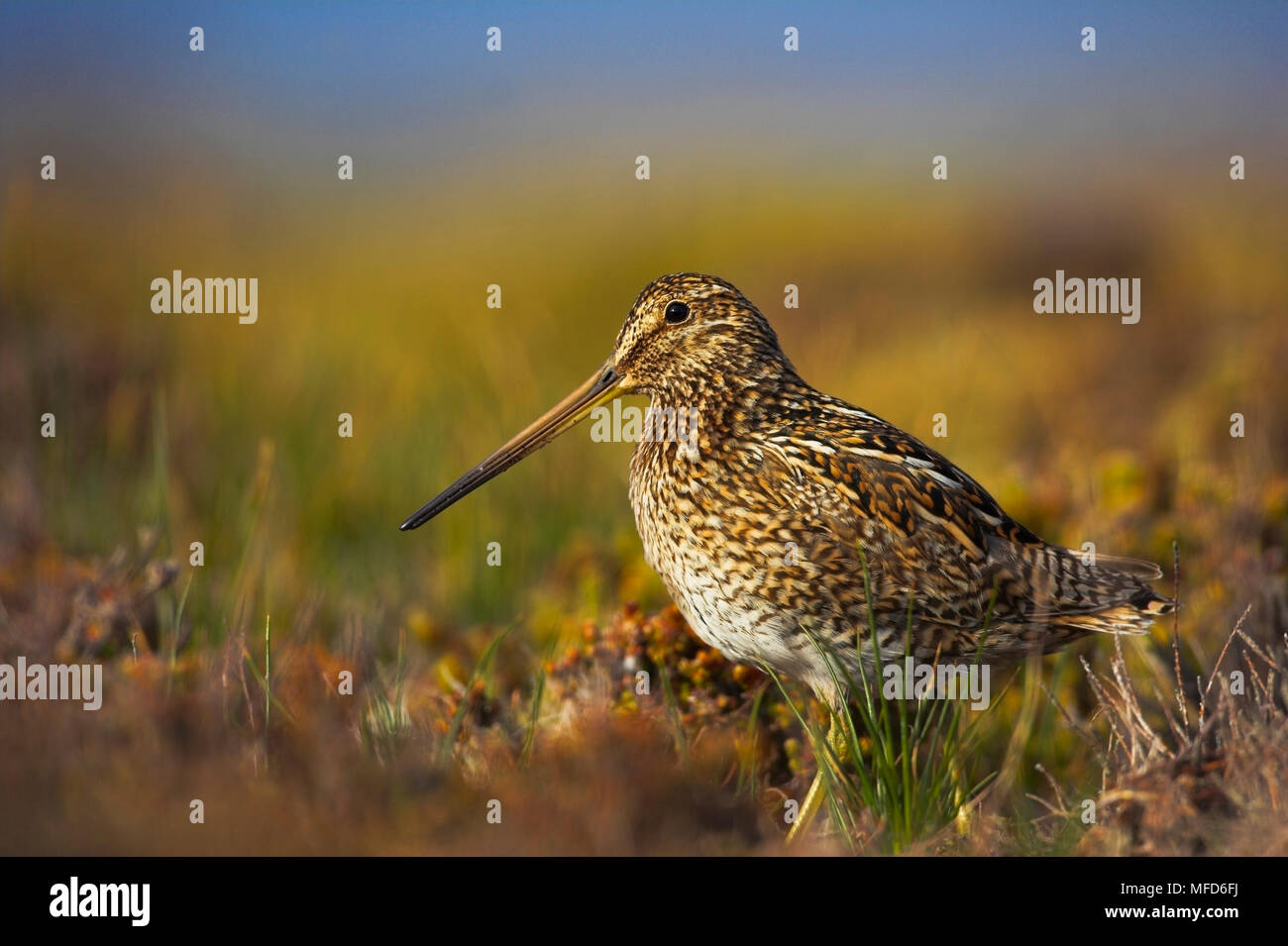 Gallinago paraguaiae wildlife hi-res stock photography and images - Alamy