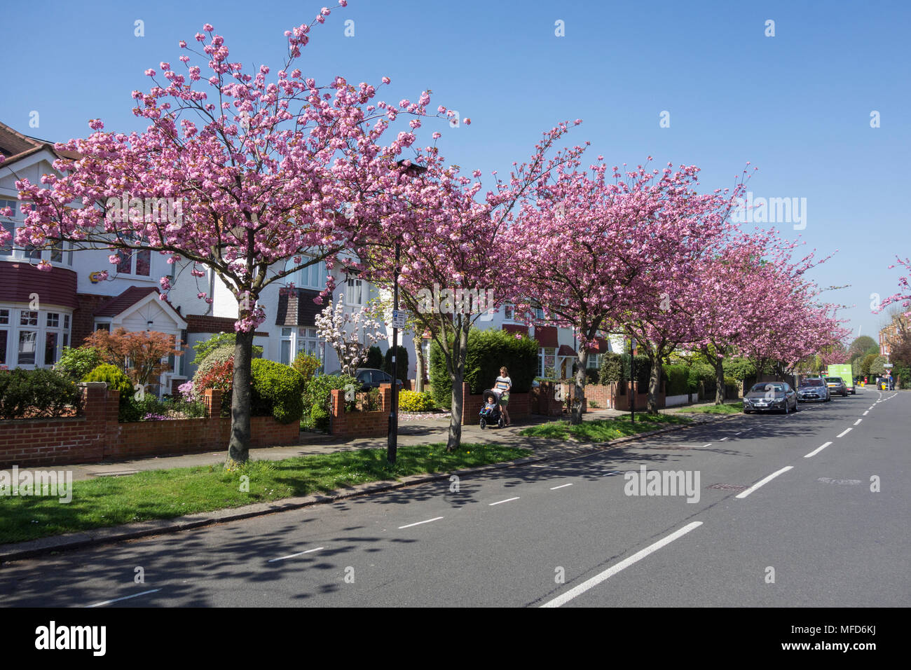 Pink cherry blossom trees (Prunus serrulata) on a suburban street in ...