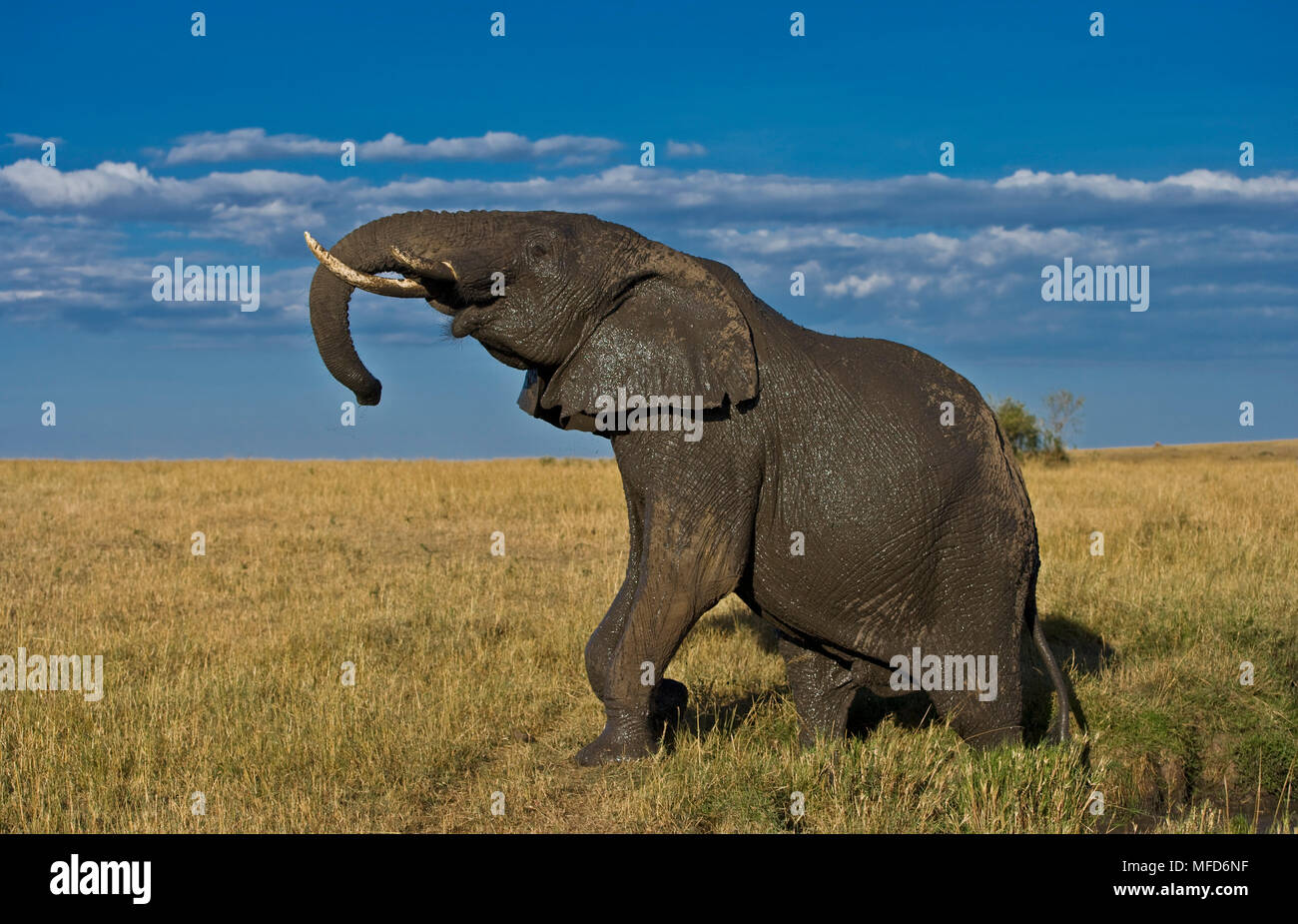 AFRICAN ELEPHANT Loxidonta africana emerging from mud wallow Masai Mara ...