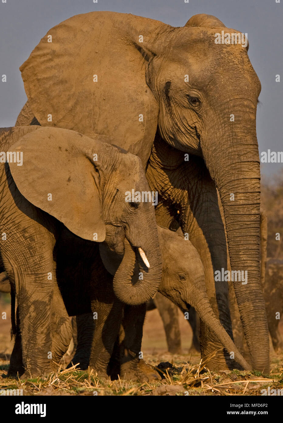AFRICAN ELEPHANT Loxidonta africana breeding herd South Luangwa, Zambia ...