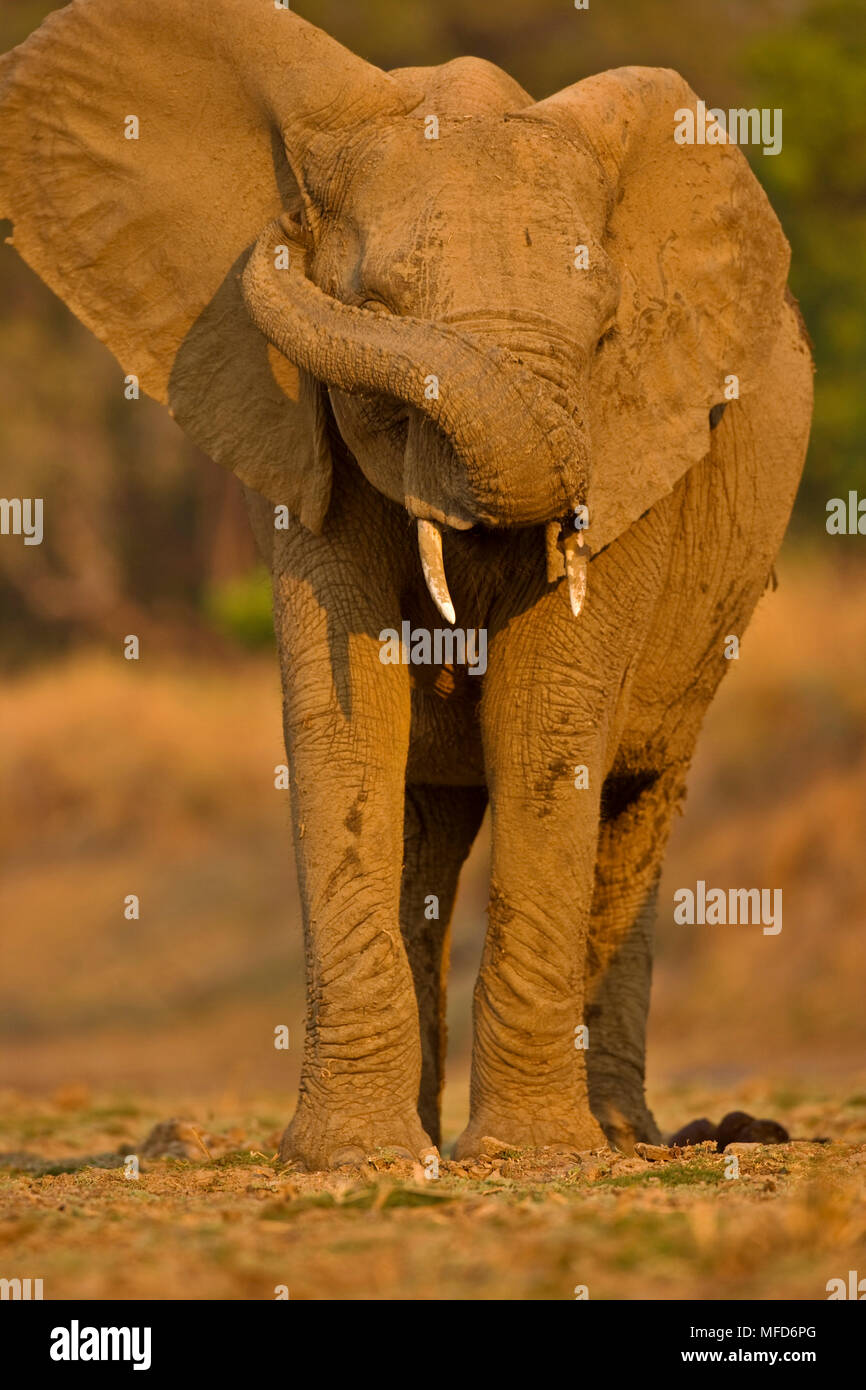 AFRICAN ELEPHANT Loxidonta africana scratching ear South Luangwa ...