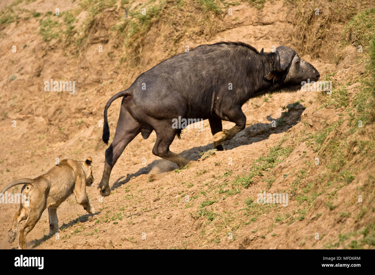AFRICAN LION Panthera leo hunting buffalo South Luangwa, Zambia Stock ...