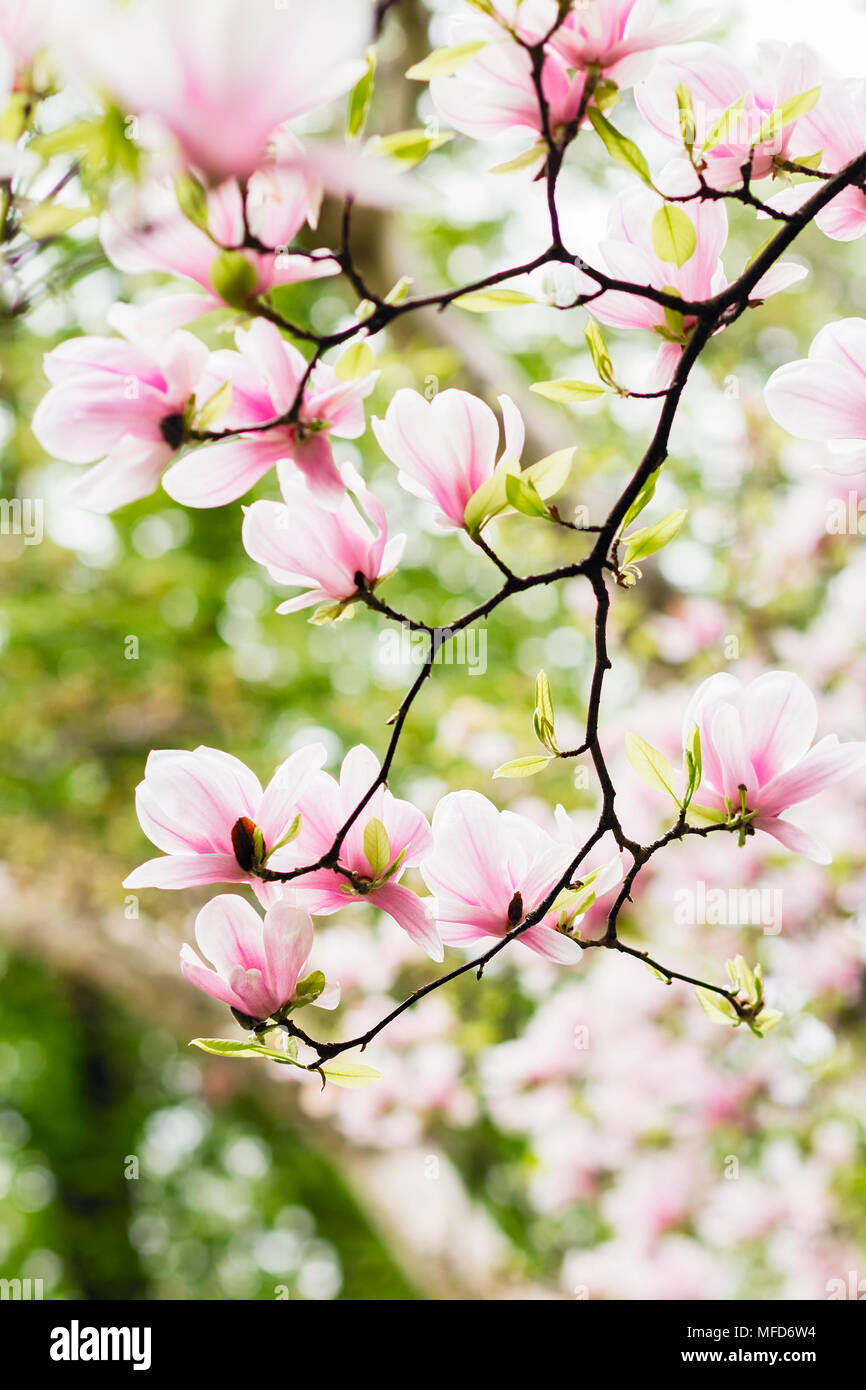 White magnolia in full hi-res stock photography and images - Alamy