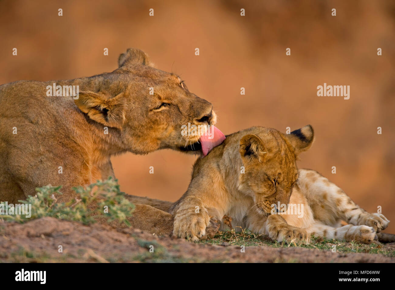 AFRICAN LION Panthera leofe male grooming cub South Luangwa, Zambia ...