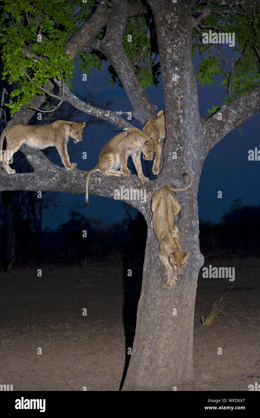 Lion panthera leo group prides hi-res stock photography and images - Alamy