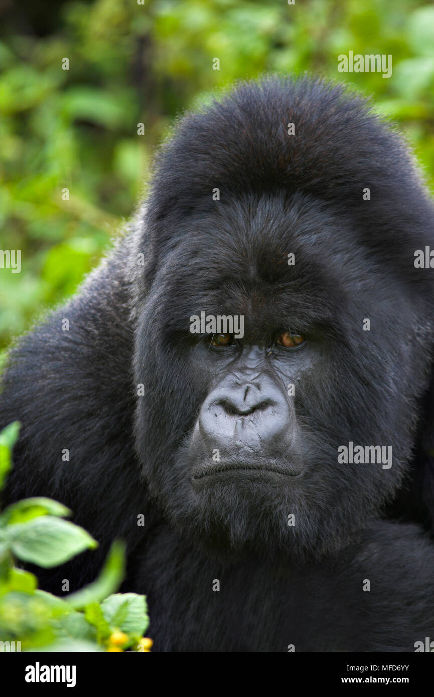 MOUNTAIN GORILLA Gorilla beringei beringei silverback male Virunga ...