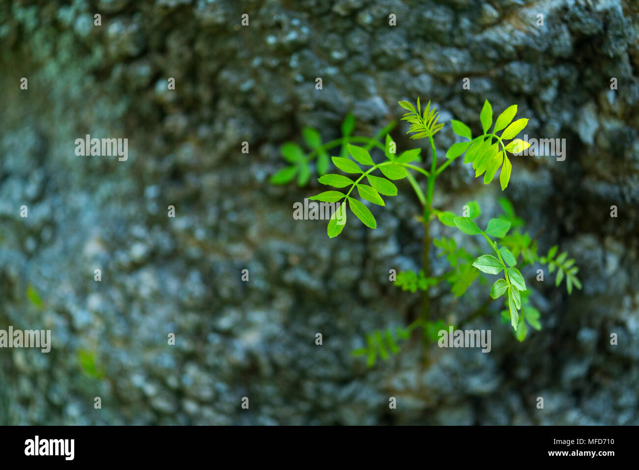 Fraxinus excelsior — known as the ash, or European ash or common ash ...