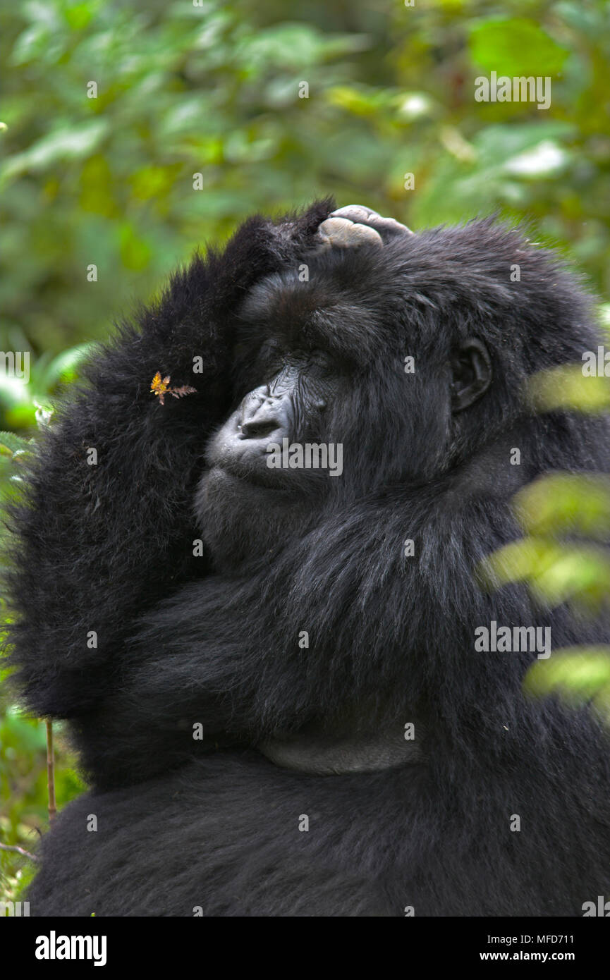 Gorilla scratching head hi-res stock photography and images - Alamy