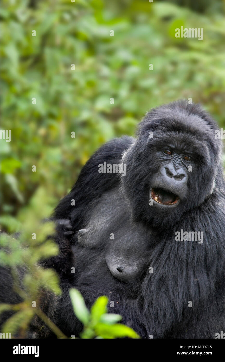 MOUNTAIN GORILLA Gorilla beringei beringei silverback vocalising to ...