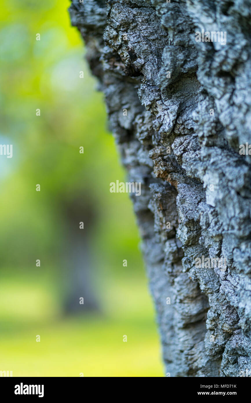 Fraxinus excelsior — known as the ash, or European ash or common ash ...