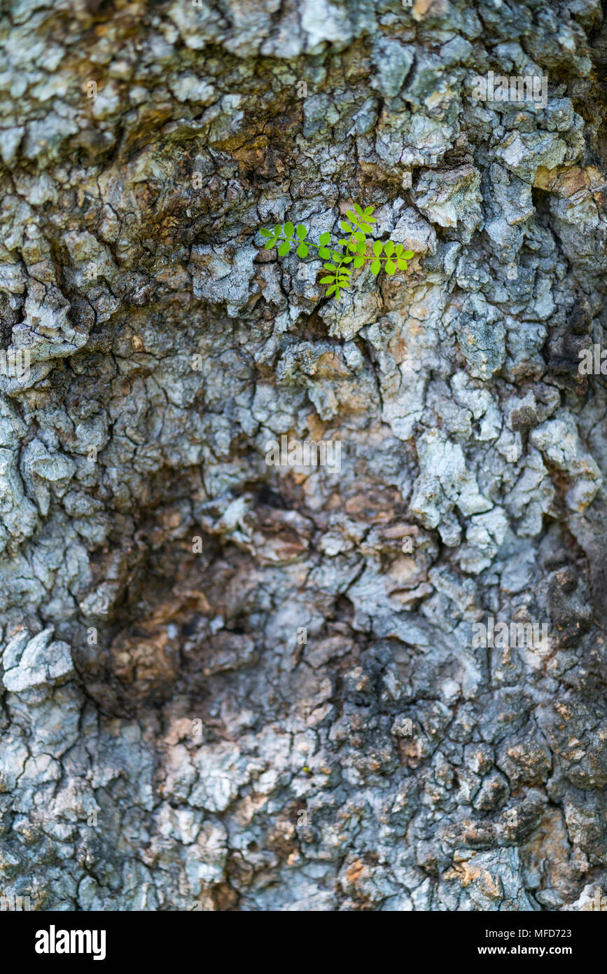 Fraxinus excelsior — known as the ash, or European ash or common ash ...